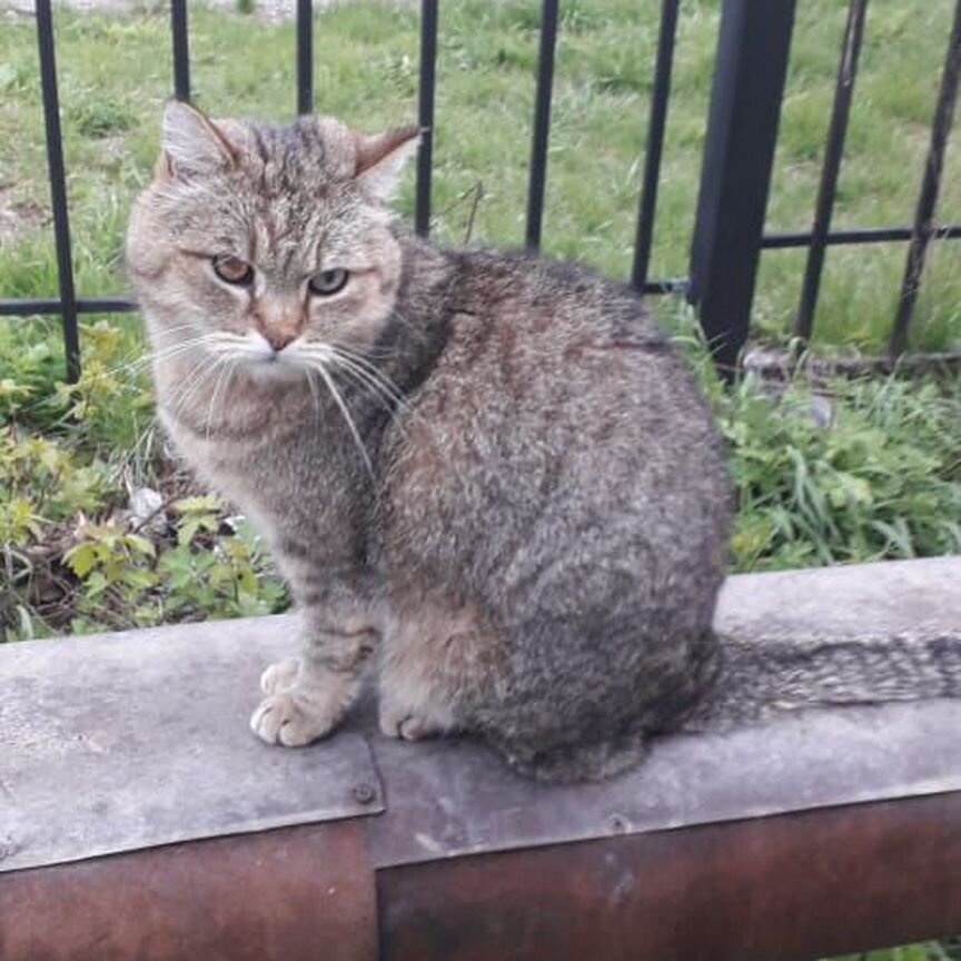 Бесплатно отдам котика