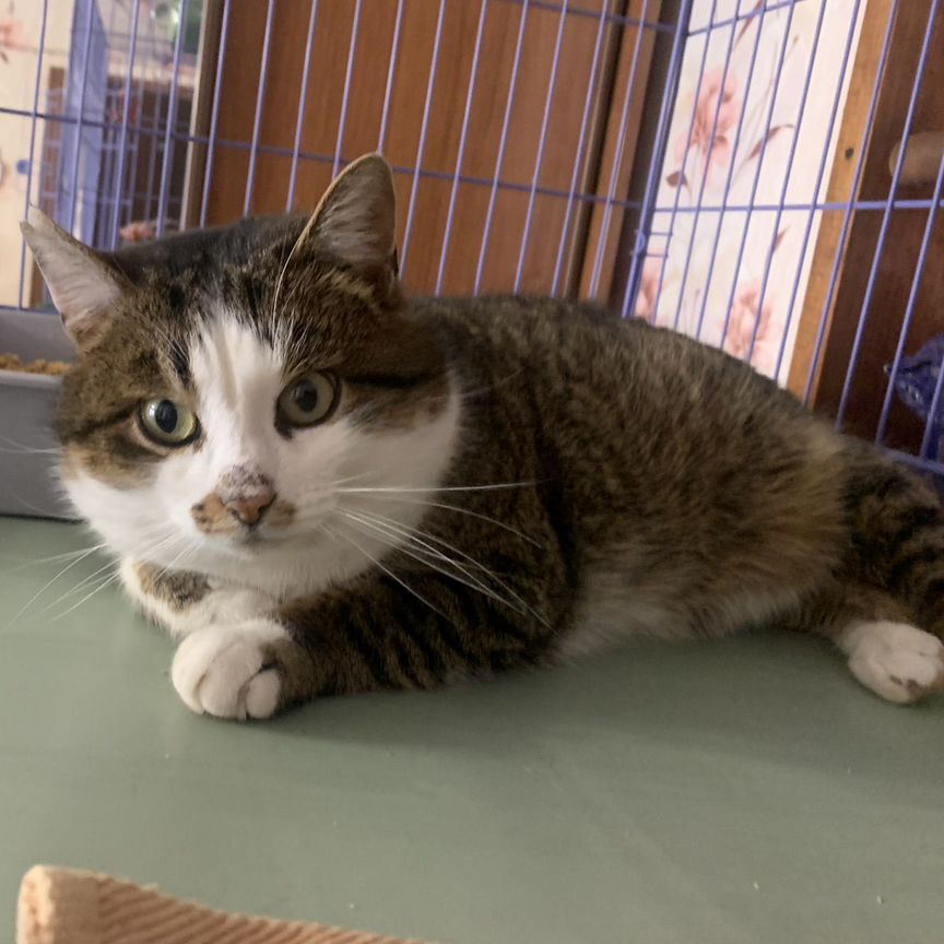 Взрослый кот в добрые руки