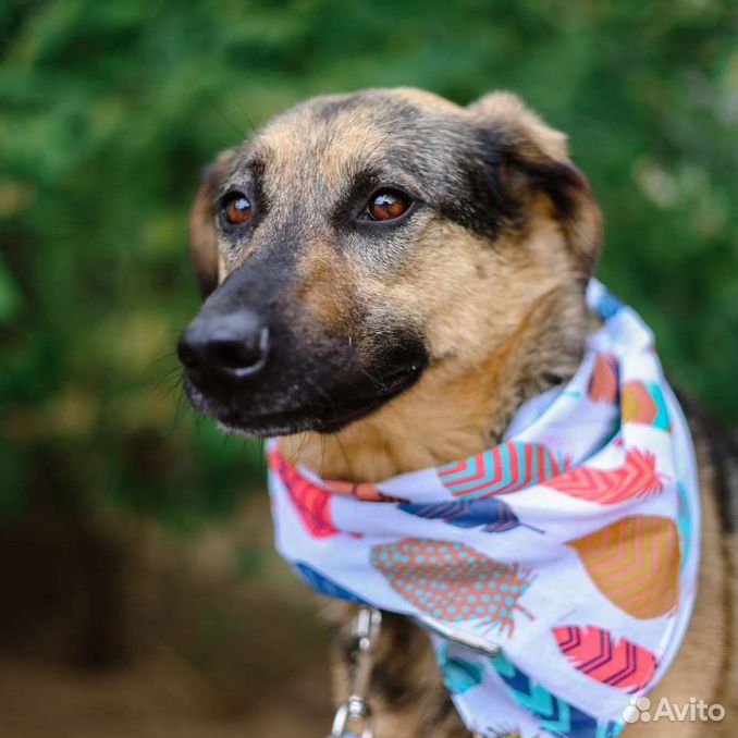 Собачку из приюта предали люди, нужна семья