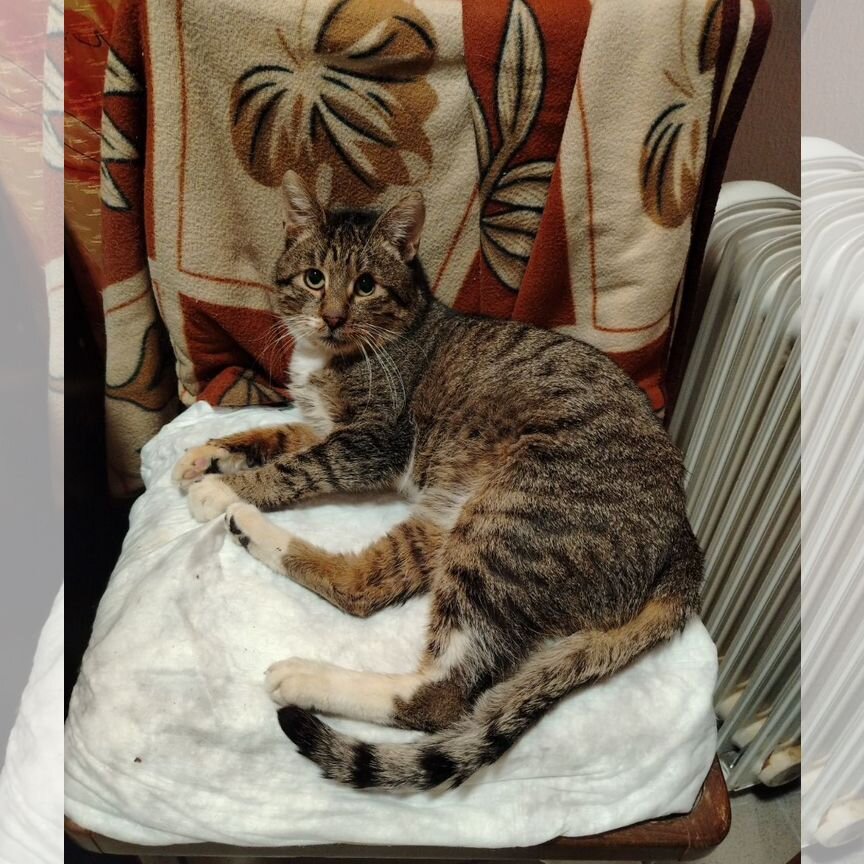 Взрослый кот в добрые руки