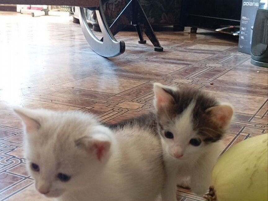 Котята девочки