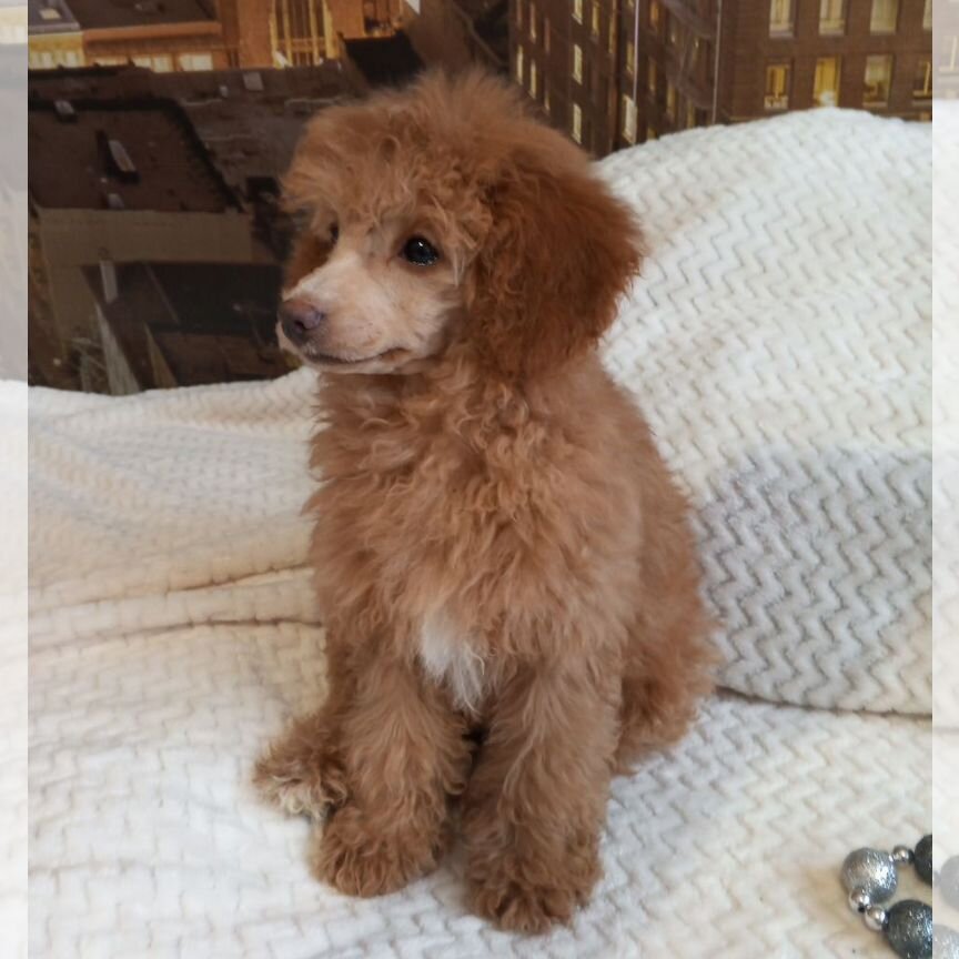 Карликовый пудель, щенок