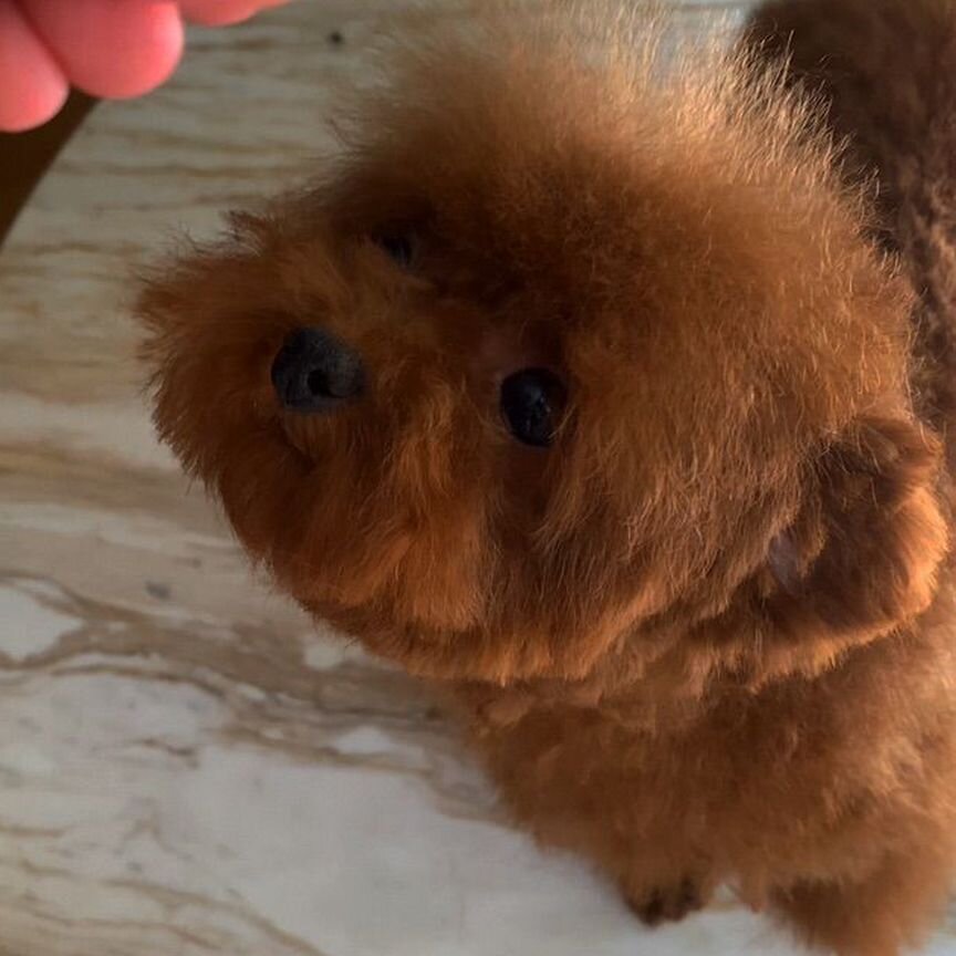 Тедди пудель девочка. Китай