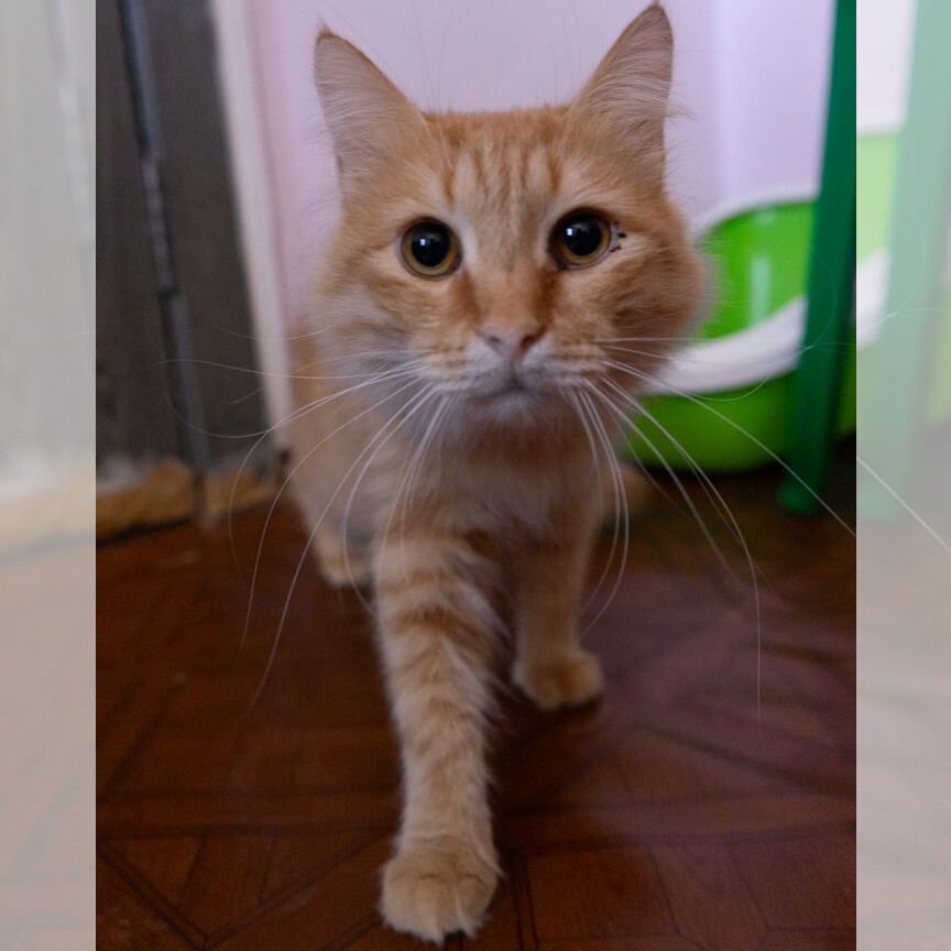 Скромный рыжий кот (из приюта)