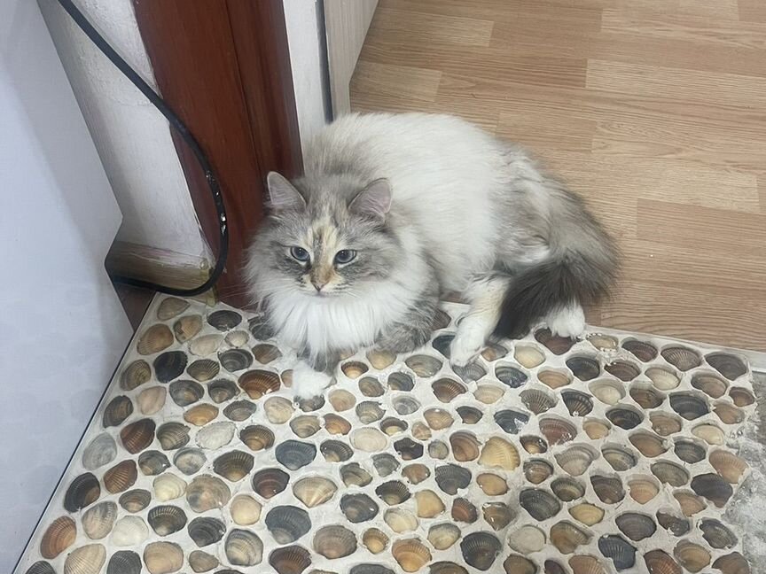 Кошка
