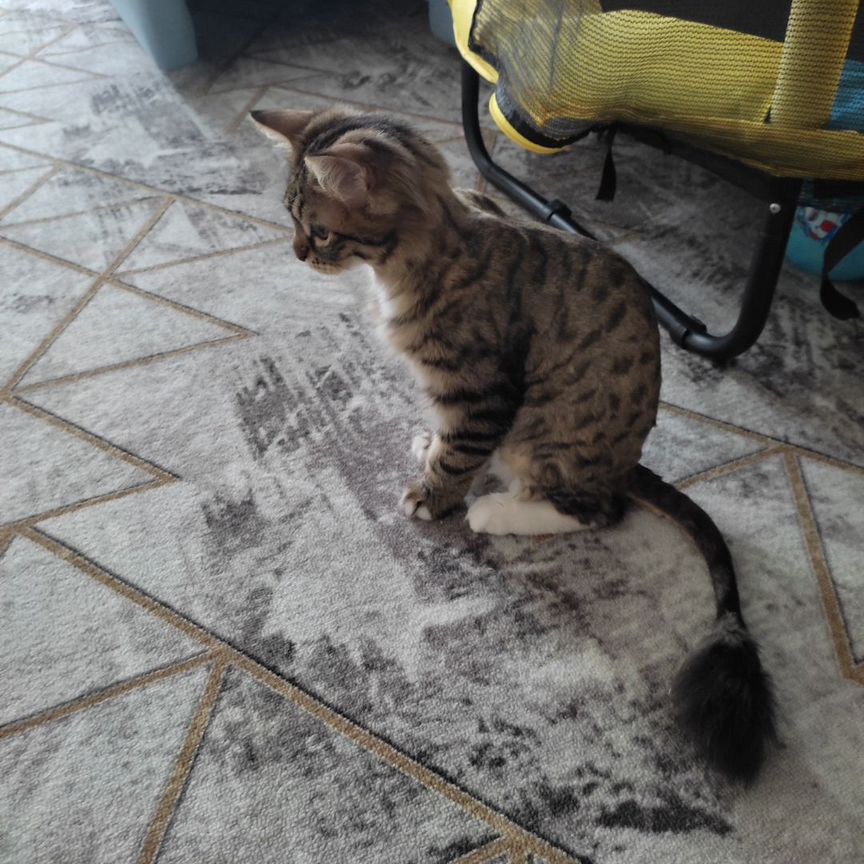 Кот Вася мышелов