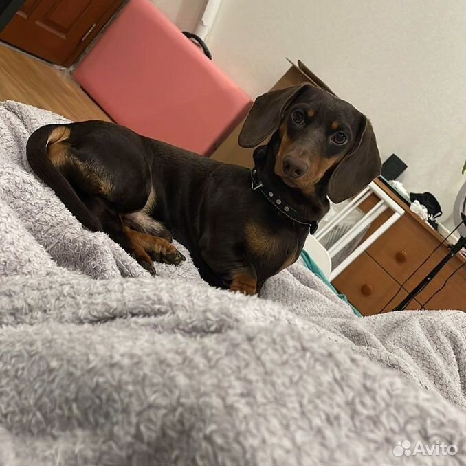 Пристраивается мальчик таксы, РКФ