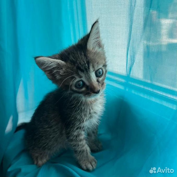 Котята полосатые в добрые руки бесплатно