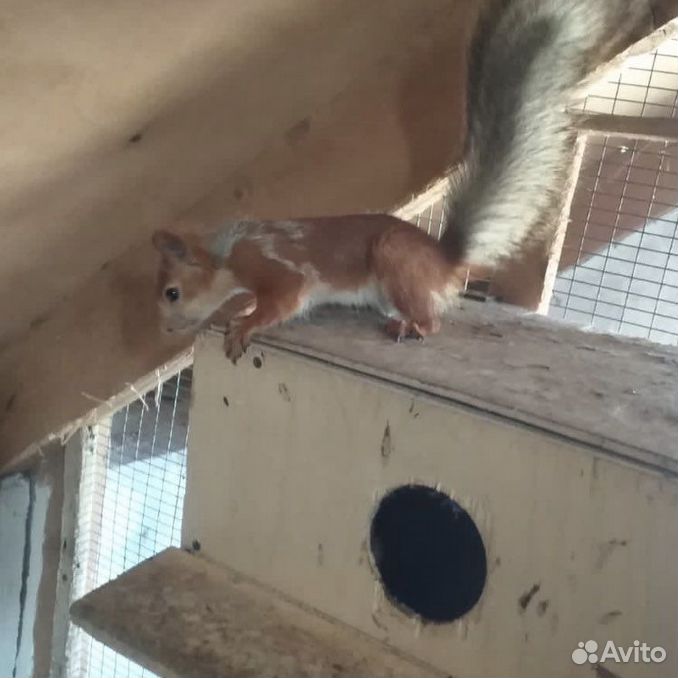 Белка алтайская