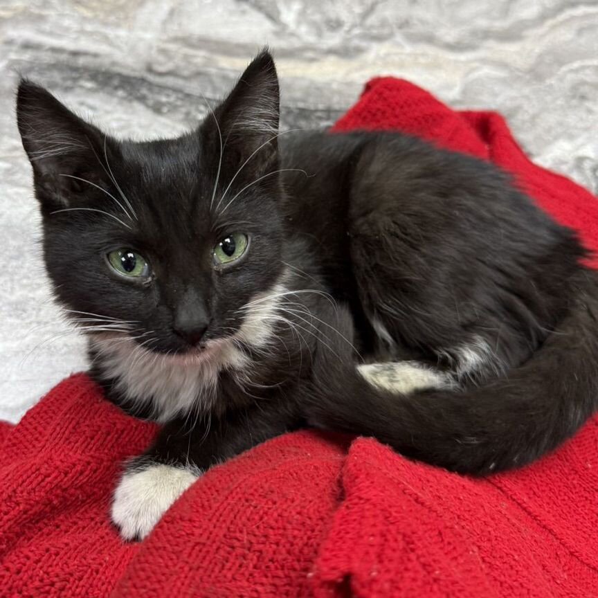 Котёнок в добрые руки