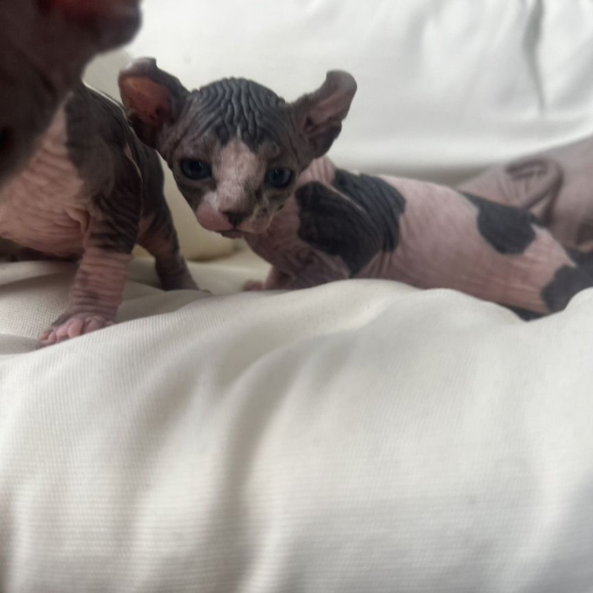 Котенок сфинкс эльф
