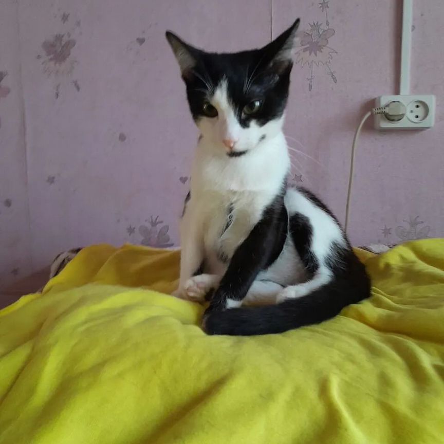 Котик подросток в добрые руки