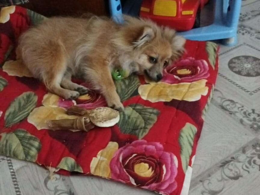 Шпиц 4 месяца