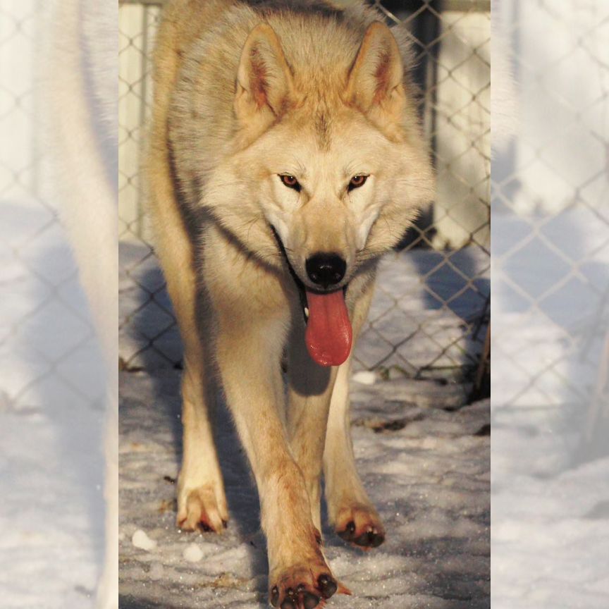 Волкособ, щенок