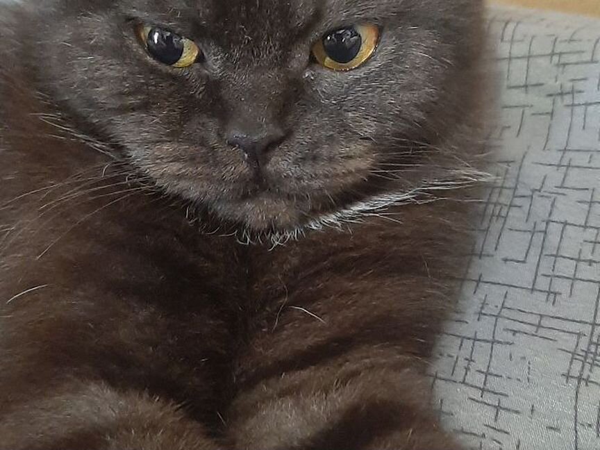 Кошка в дар бесплатно