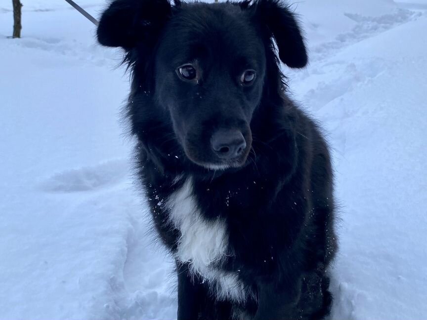 Собака в добрые руки девочка