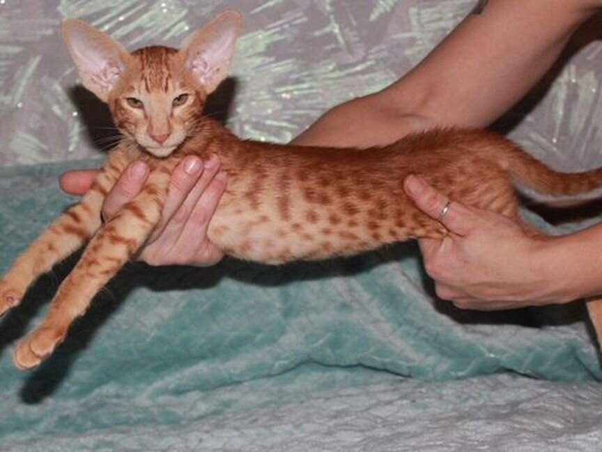 Ориентальные котята