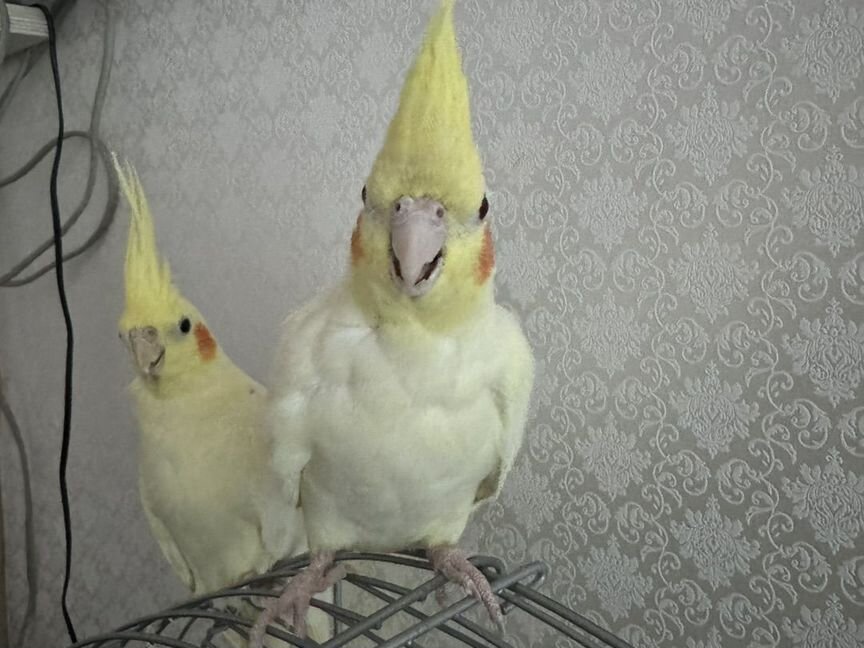 Карелла пара