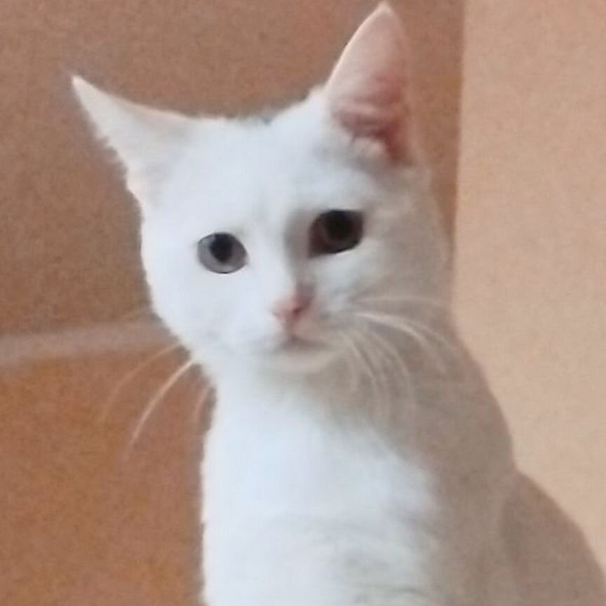 Котик ищет хозяина