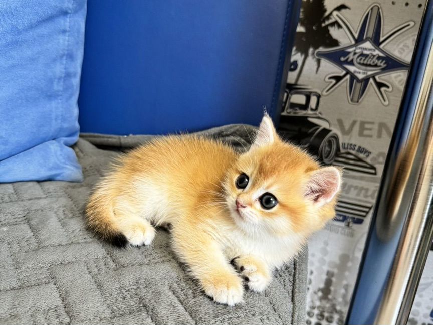 Котята золотая шиншилла