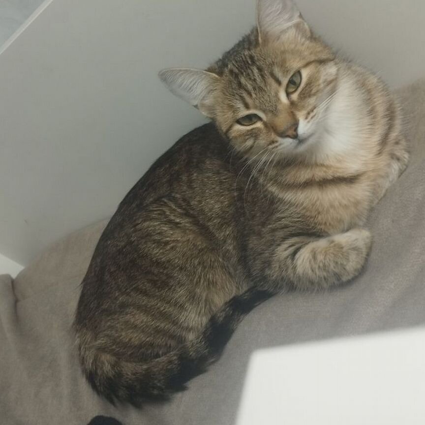 Взрослая, кошка в добрые руки