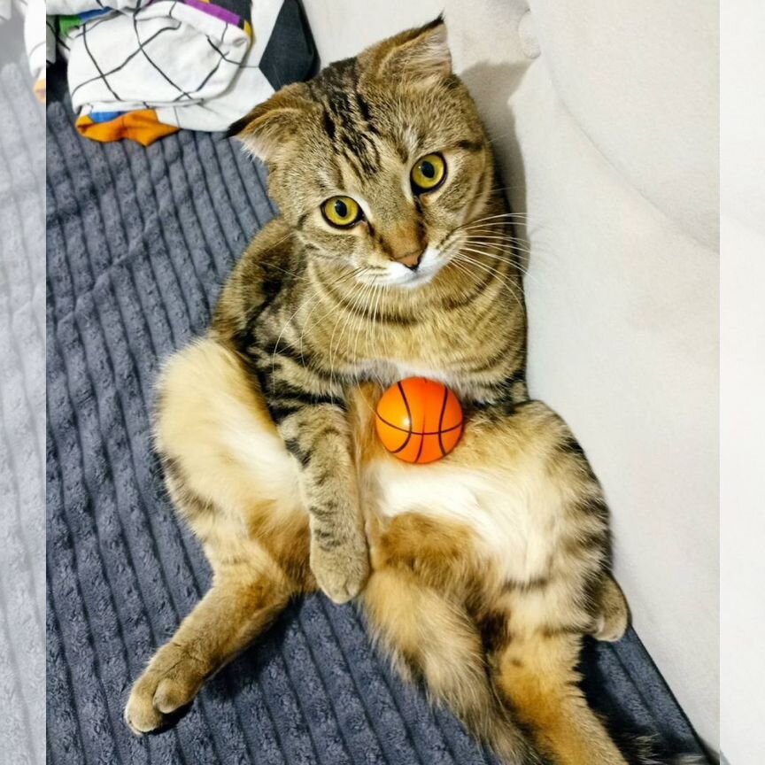Шотландский вислоухий короткошёрстный, взрослый кот