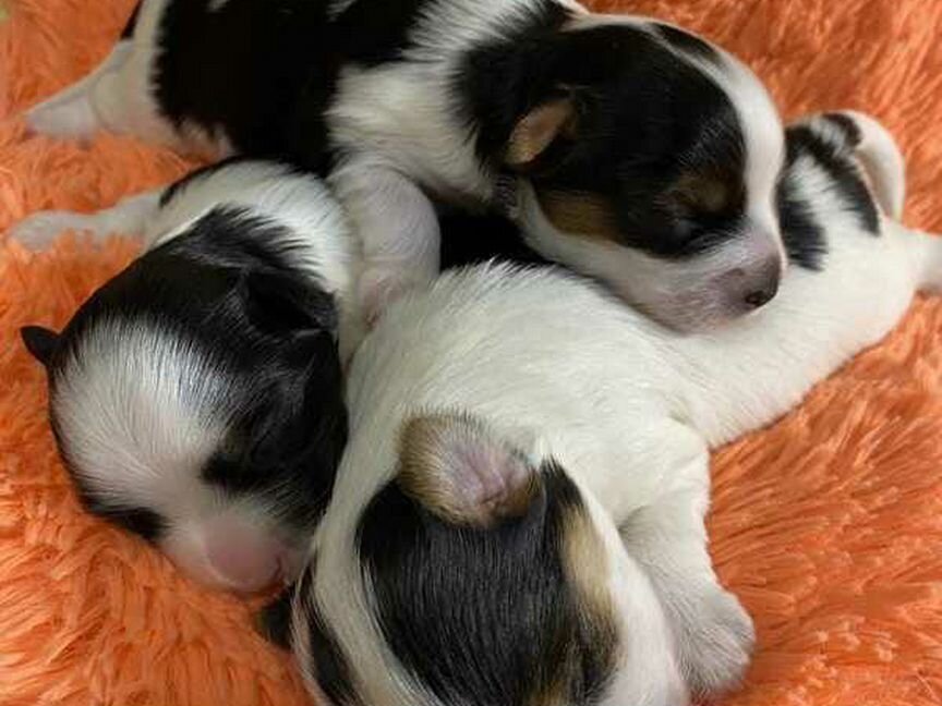 Щенки бивер йорка девочки