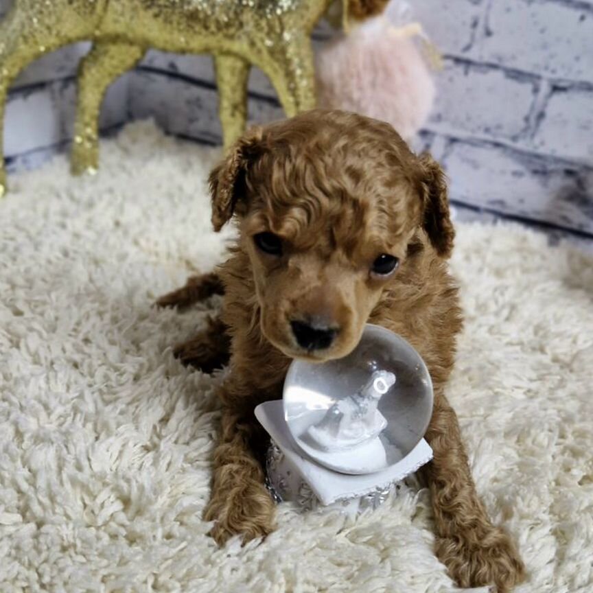 Той-пудель, щенок