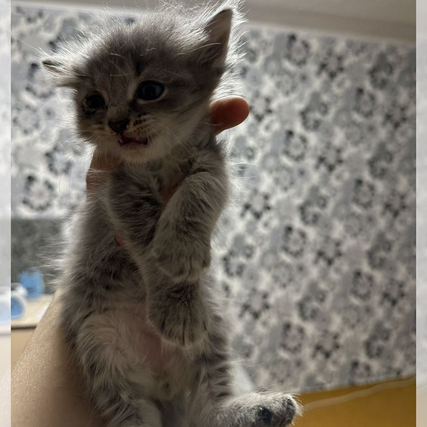 Сиамские котята