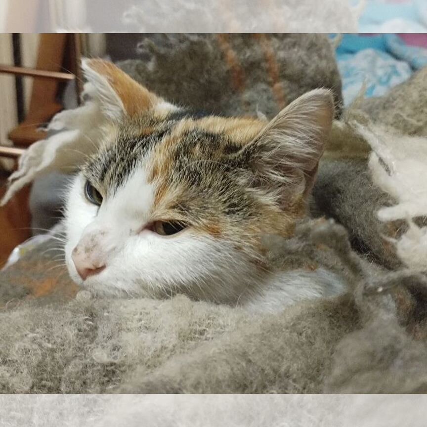Взрослая, кошка в добрые руки