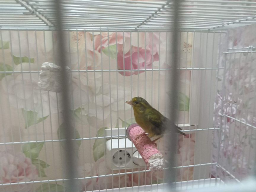 Продам гибрида чижа и канарейки с клеткой