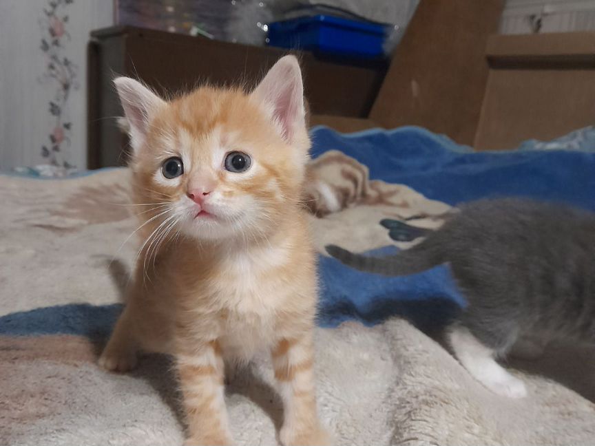 Котята бесплатно
