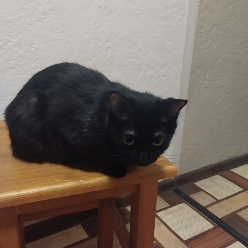 Взрослая кошка в добрые руки