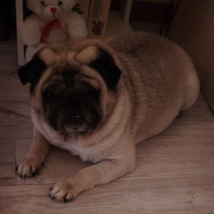 Мопс, взрослая собака