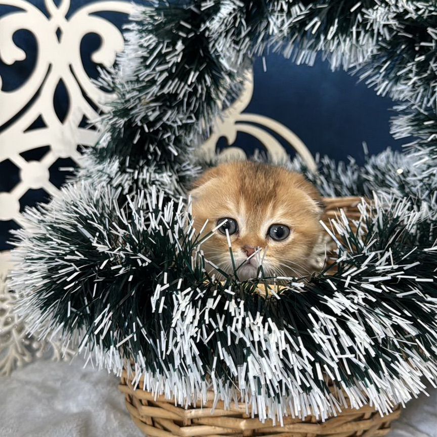 Шотландский вислоухий короткошёрстный котёнок