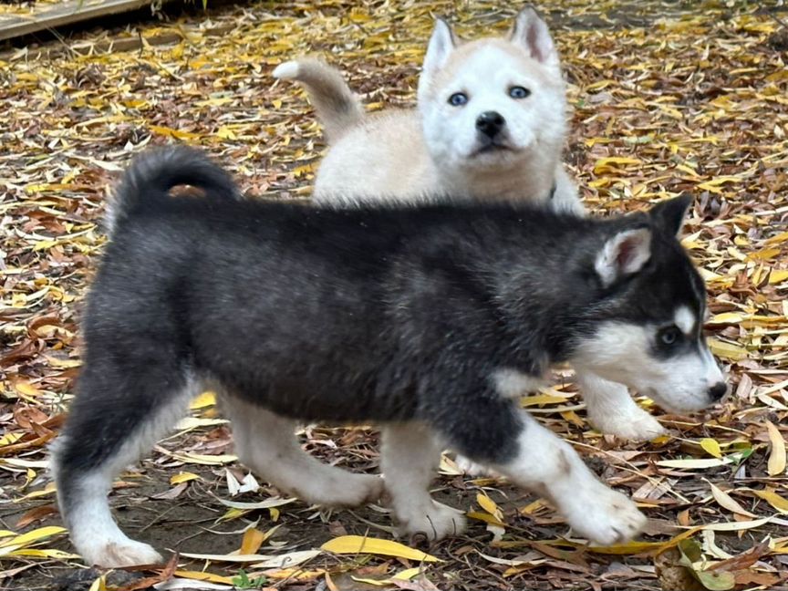 Породистые щенки хаски