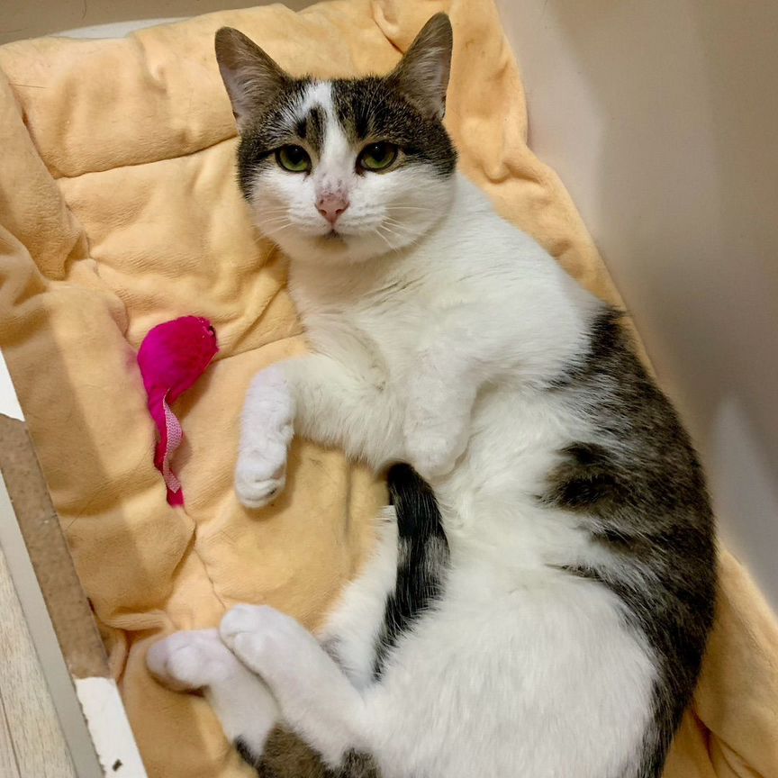 Кошечка подросток