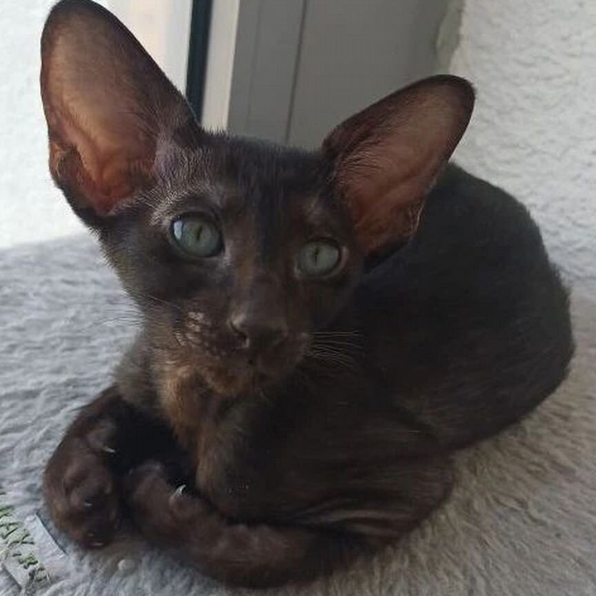 Ориентальный котёнок