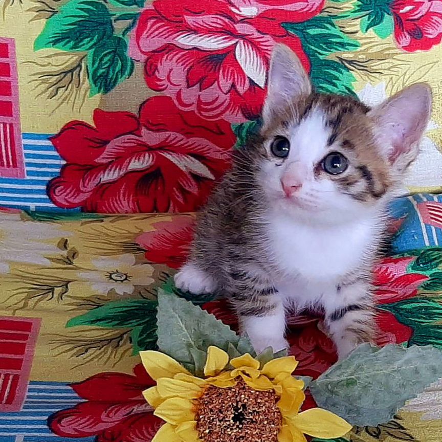 Отдам даром кошечку 2 месяца