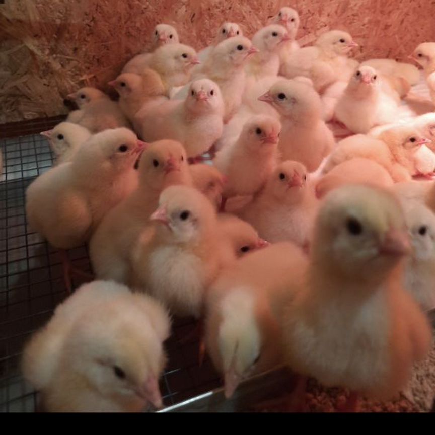 Цыплята бройлеры