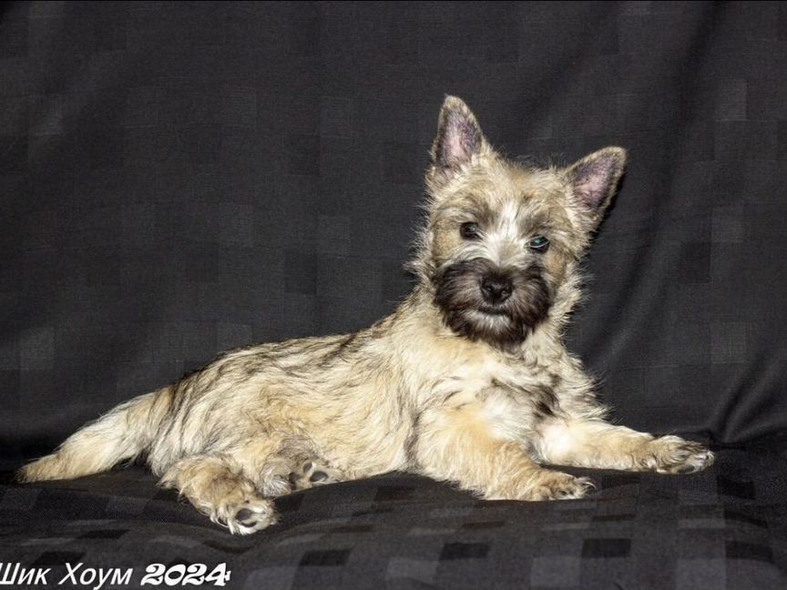 Керн терьер щенки
