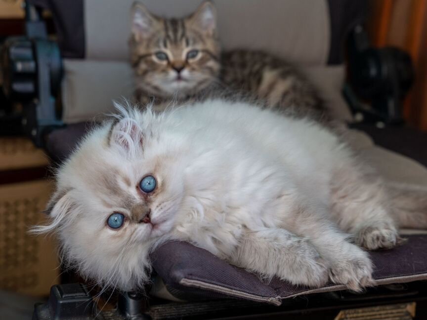 Шотландские вислоухие котята