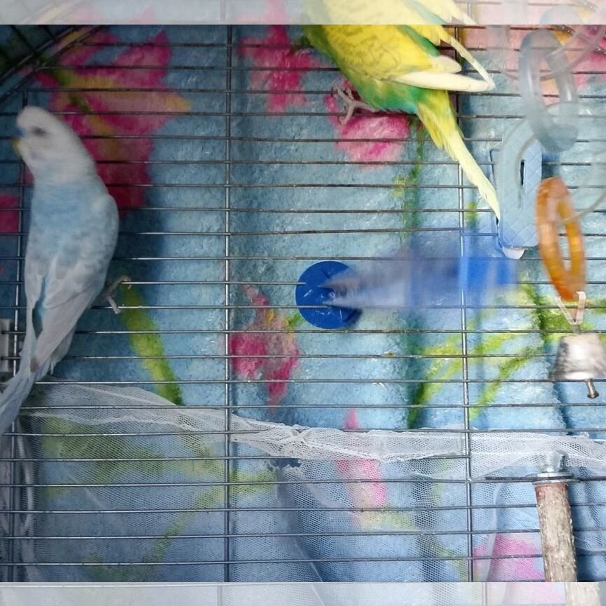 Волнистый попугай 2 штуки