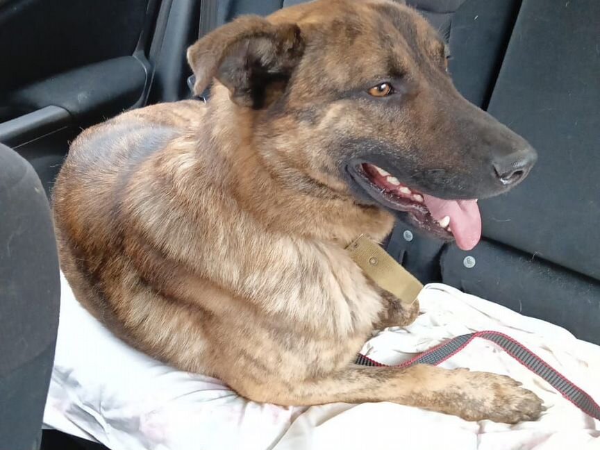 Собака в добрые руки