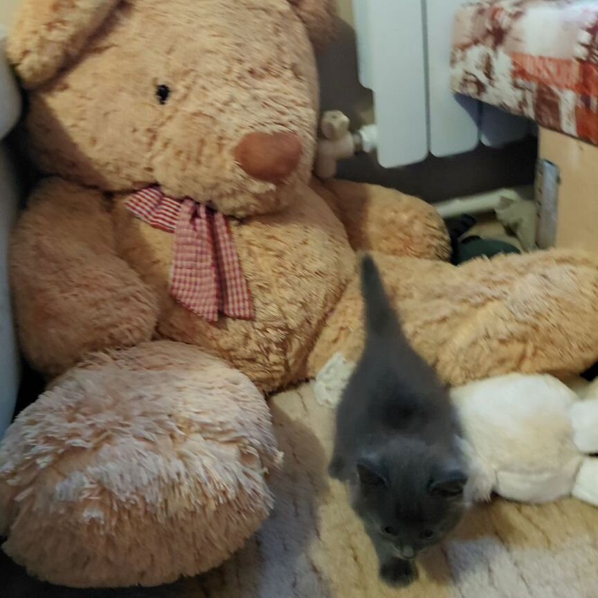 Котёнок в добрые руки