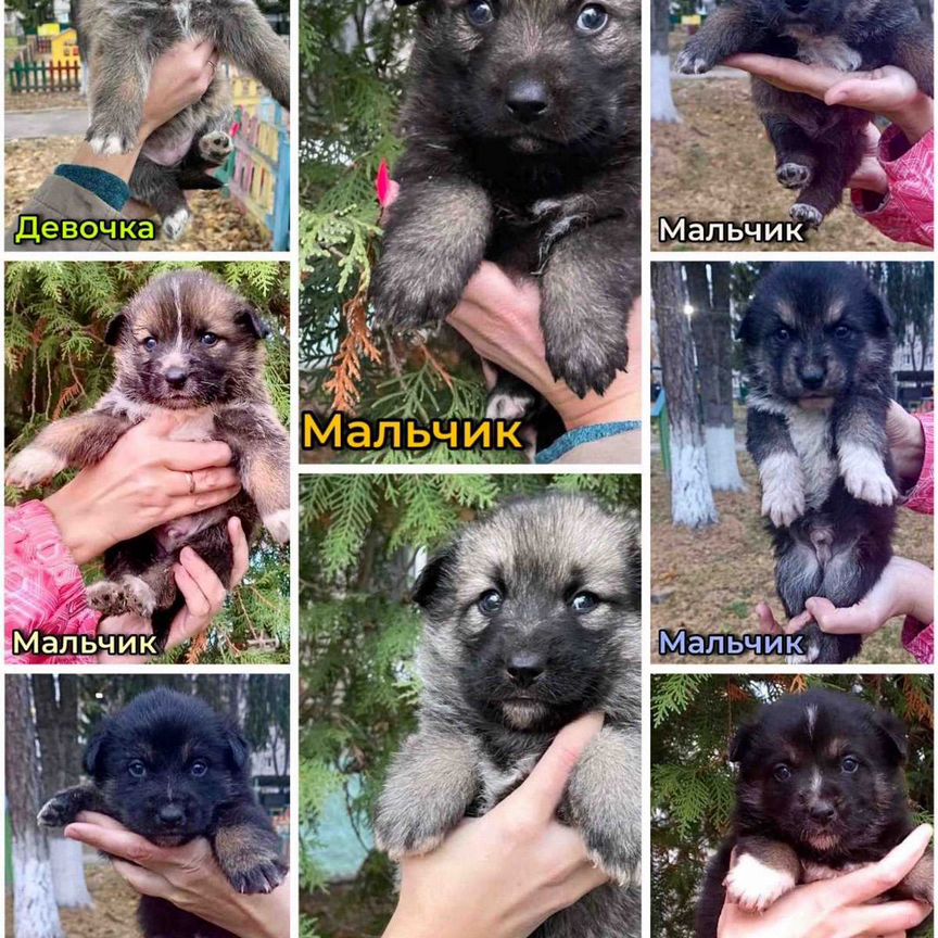 Щенки ищут дом