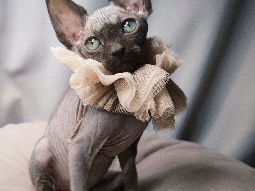 Канадский сфинкс котенок девочка