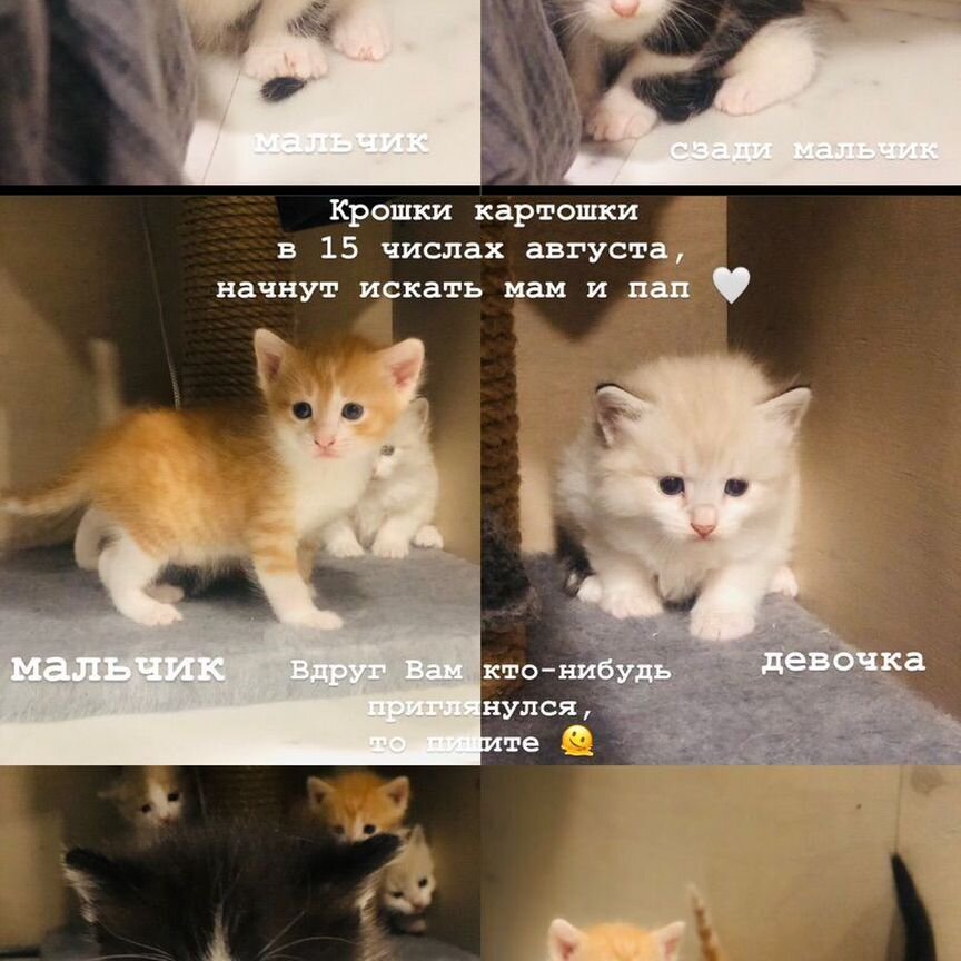 Котята в добрые руки