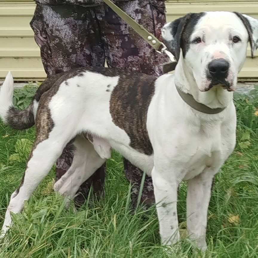 Аргентинский дог, взрослый пёс