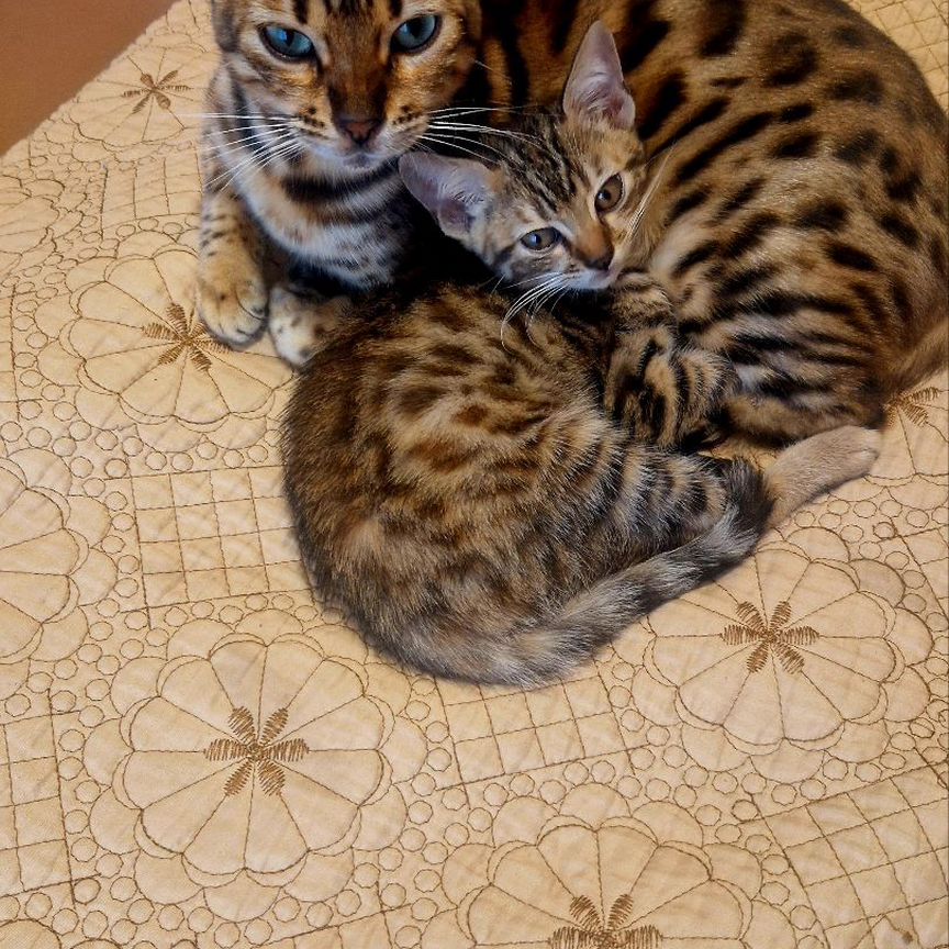 Бенгалята ищут семью